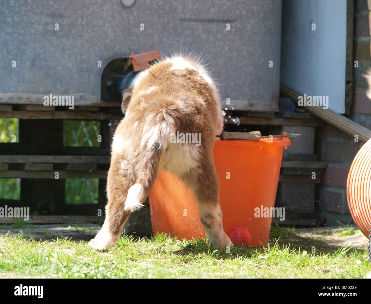 playing Australian Shepherd puppy Stock Photo - Alamy