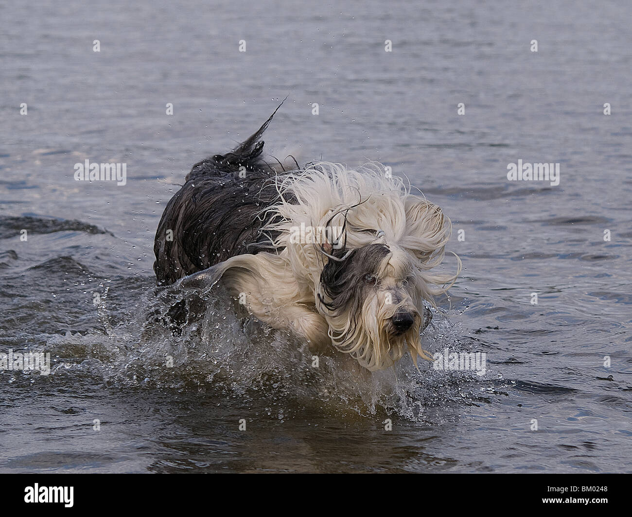 Walking bobtail hi-res stock photography and images - Alamy