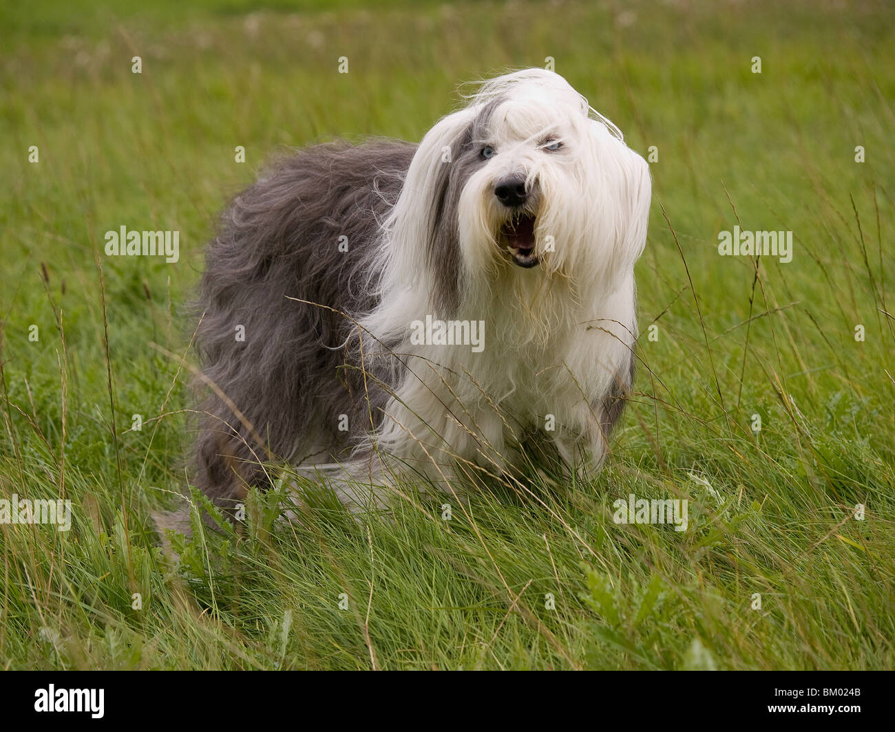 Bobtail meadow hi-res stock photography and images - Alamy