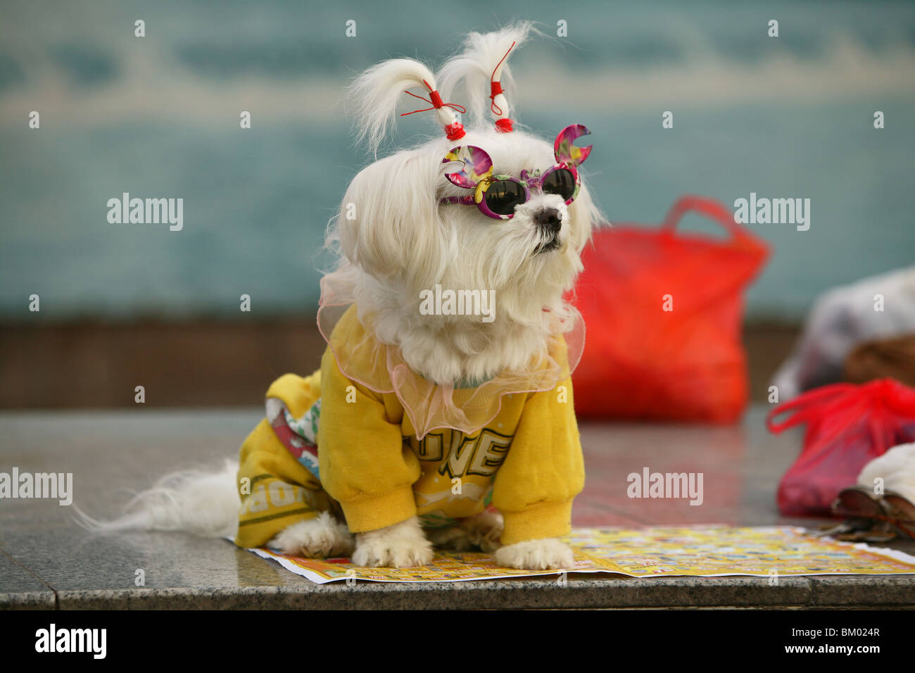 Pets fashion hi-res stock photography and images - Alamy