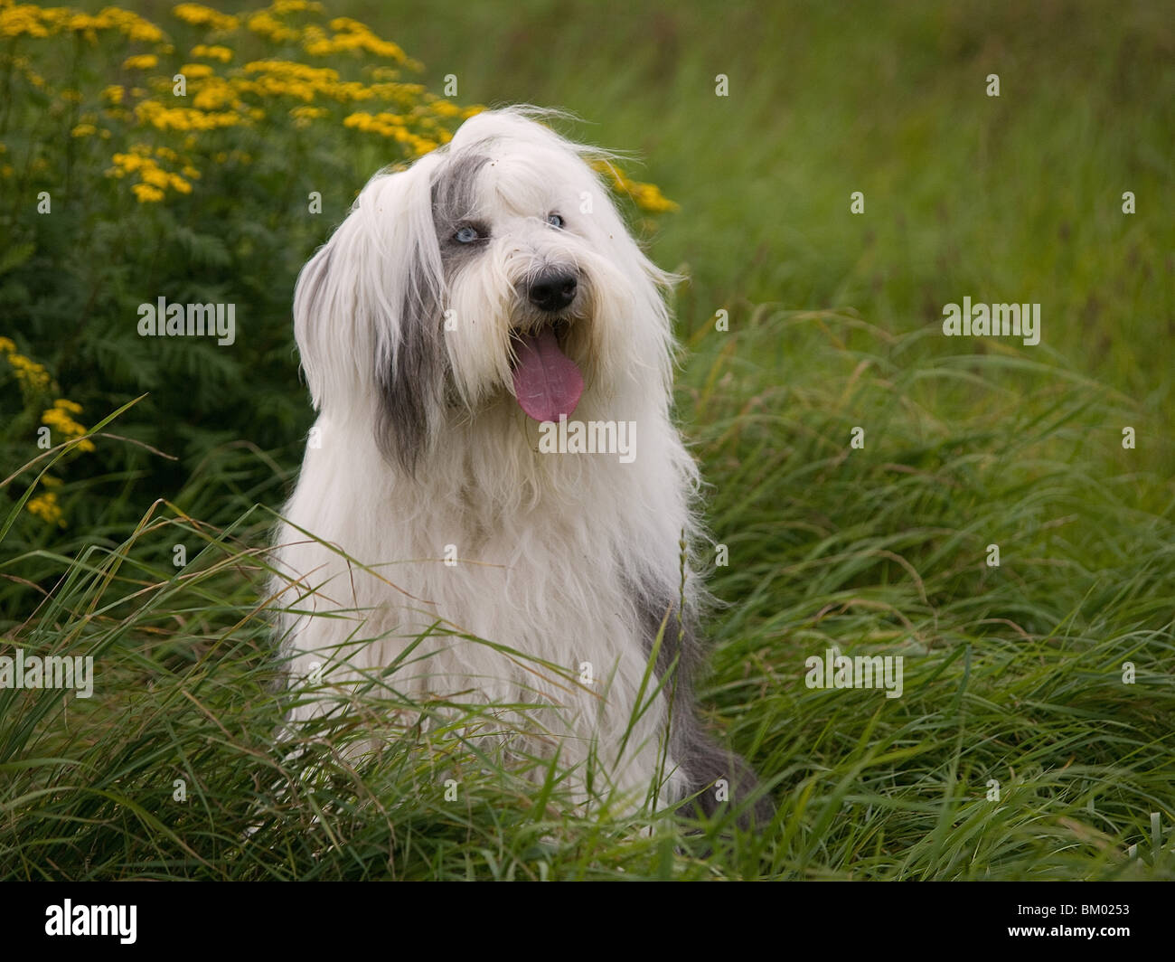 Bobtail meadow hi-res stock photography and images - Alamy