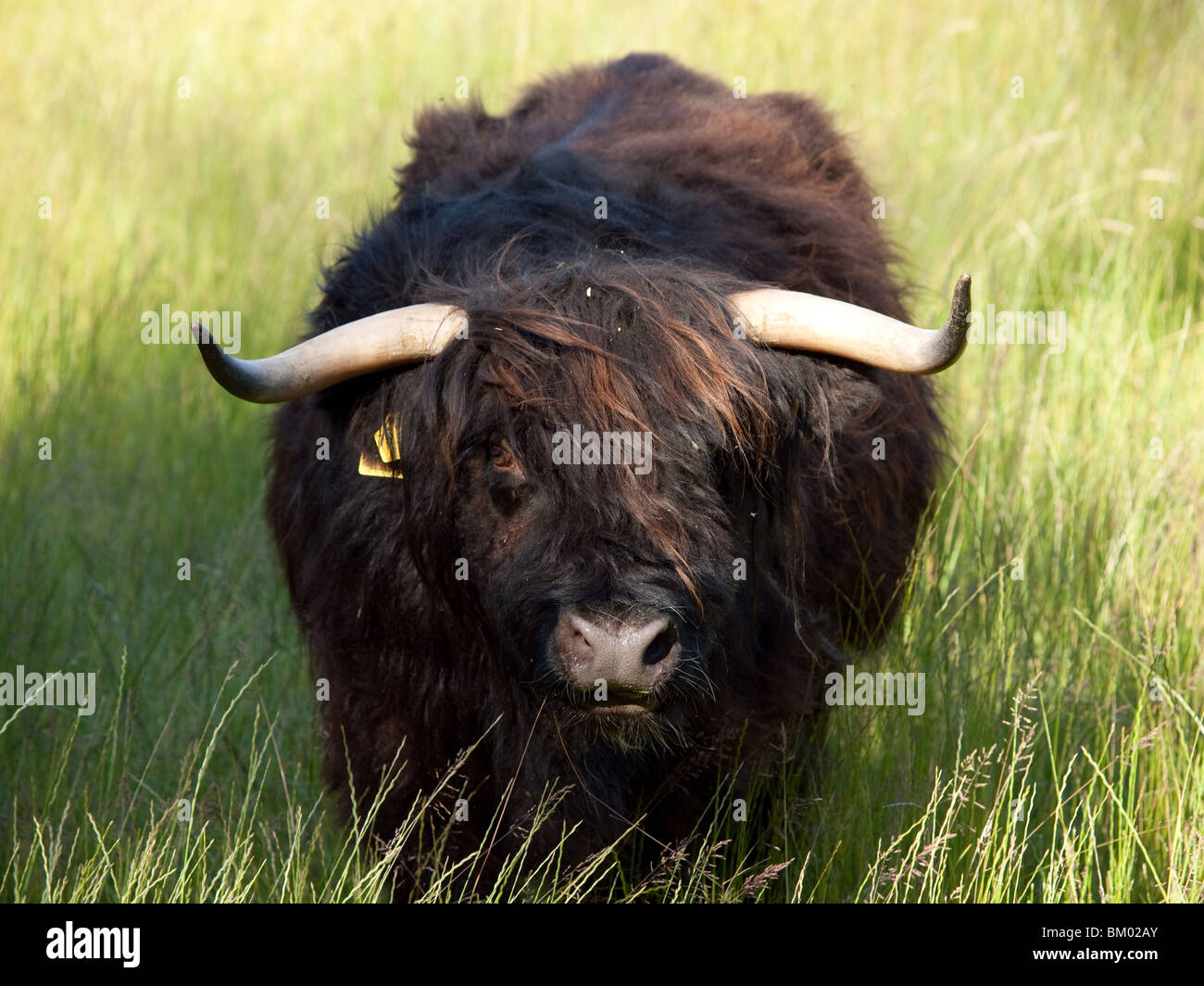 Solo highland cow hi-res stock photography and images - Alamy
