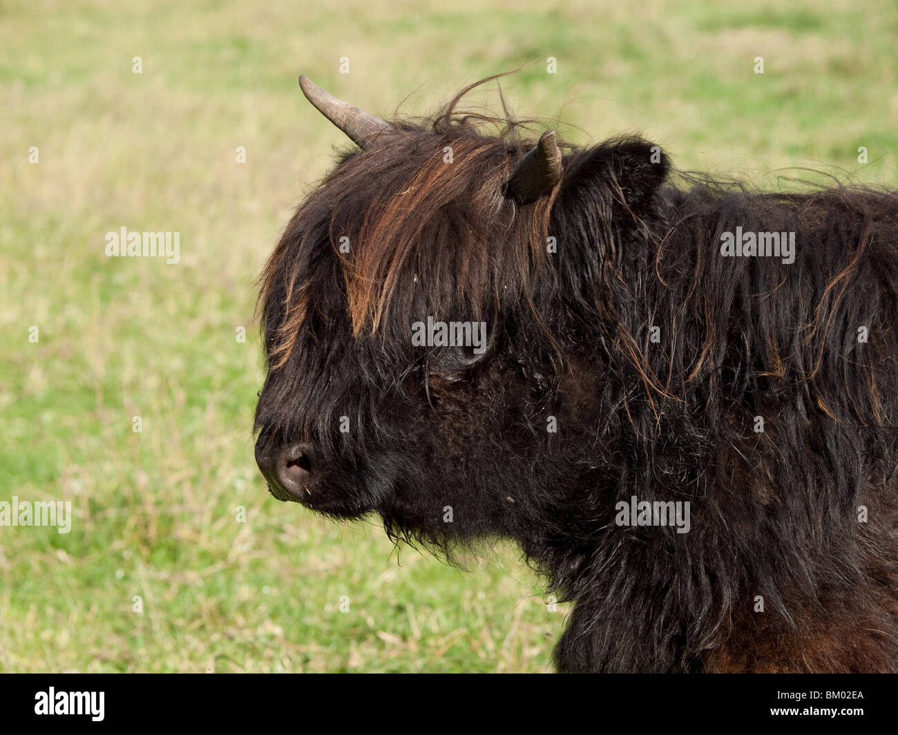 Black highland cow sunny hi-res stock photography and images - Alamy