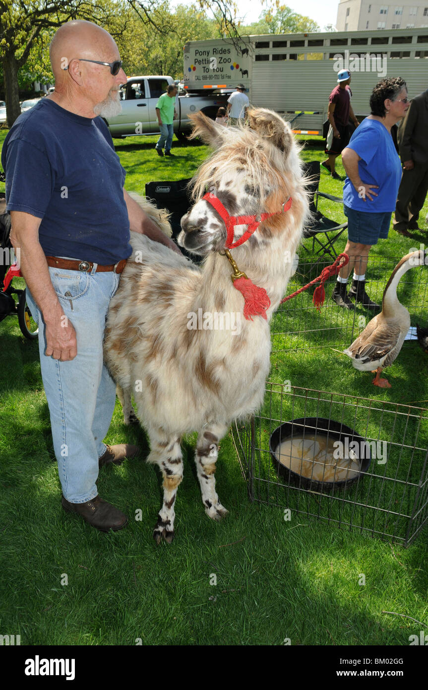 Man with his pet Llama Stock Photo - Alamy
