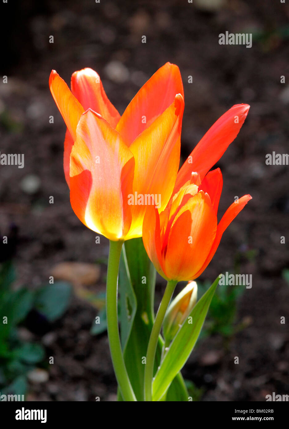 3107. Tulip, Kent, UK Stock Photo - Alamy