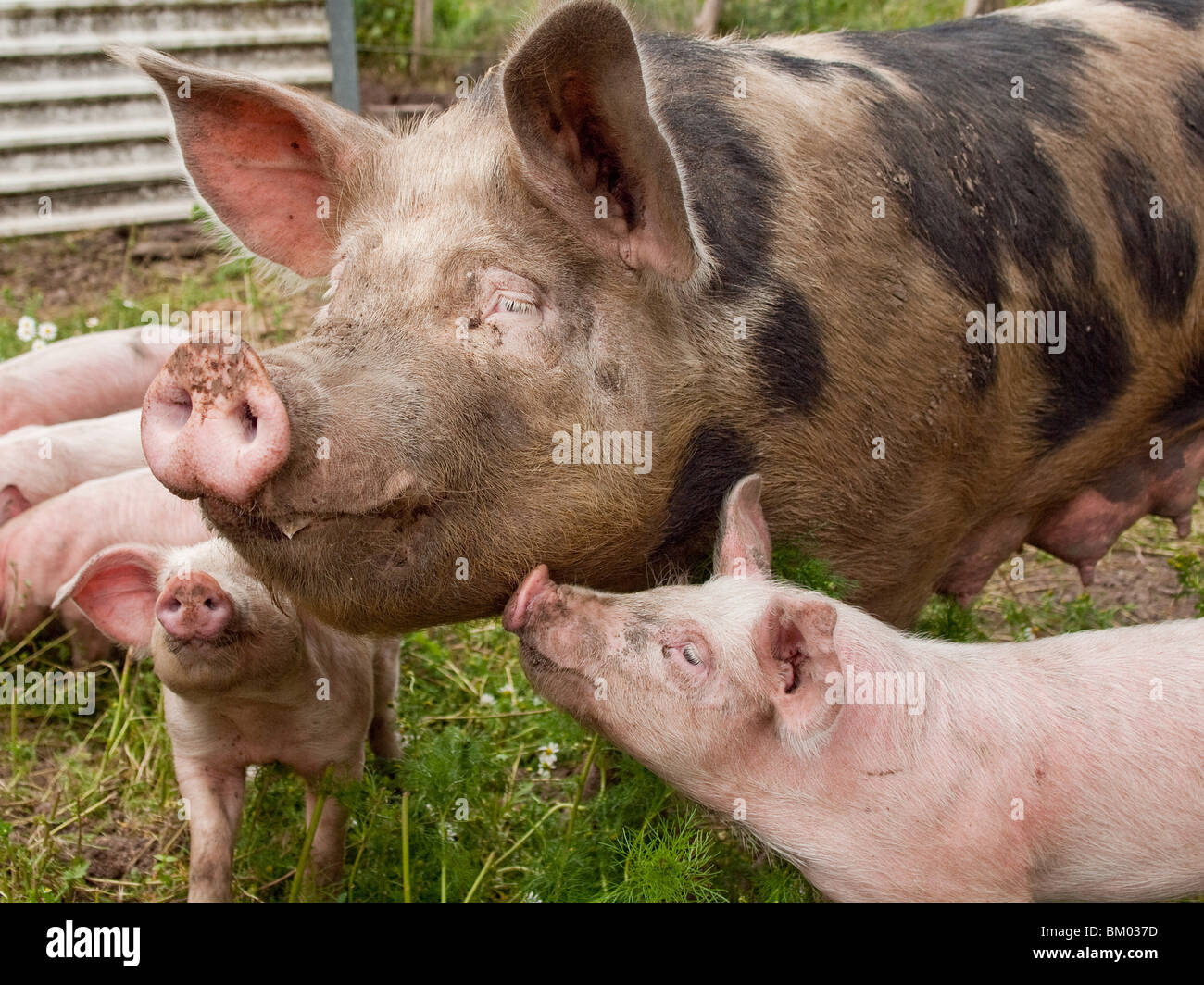 Working with pigs hi-res stock photography and images - Alamy