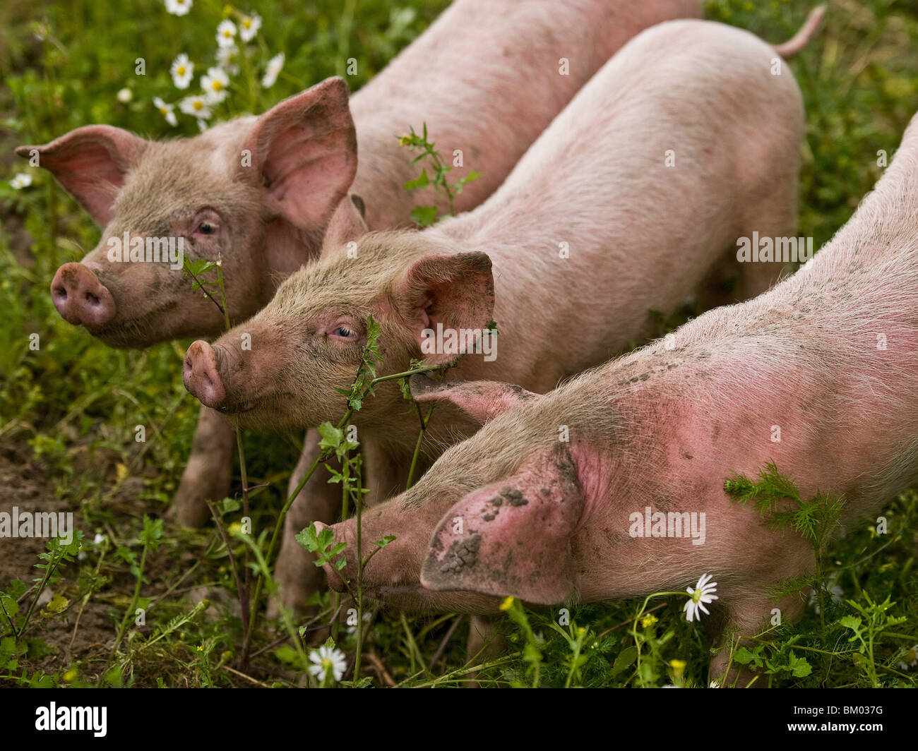 3 piglets hi-res stock photography and images - Alamy