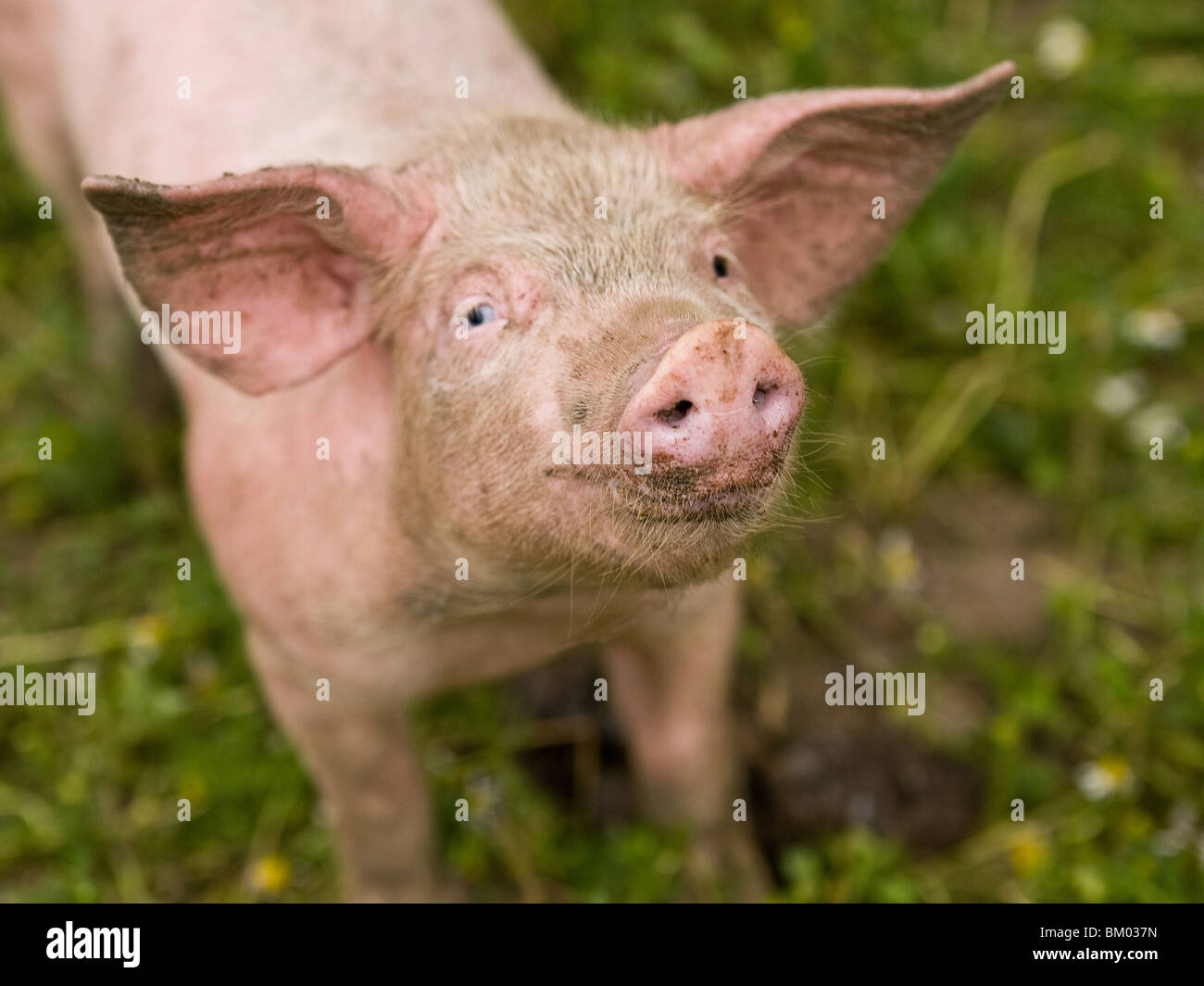 Piglet animals hi-res stock photography and images - Alamy