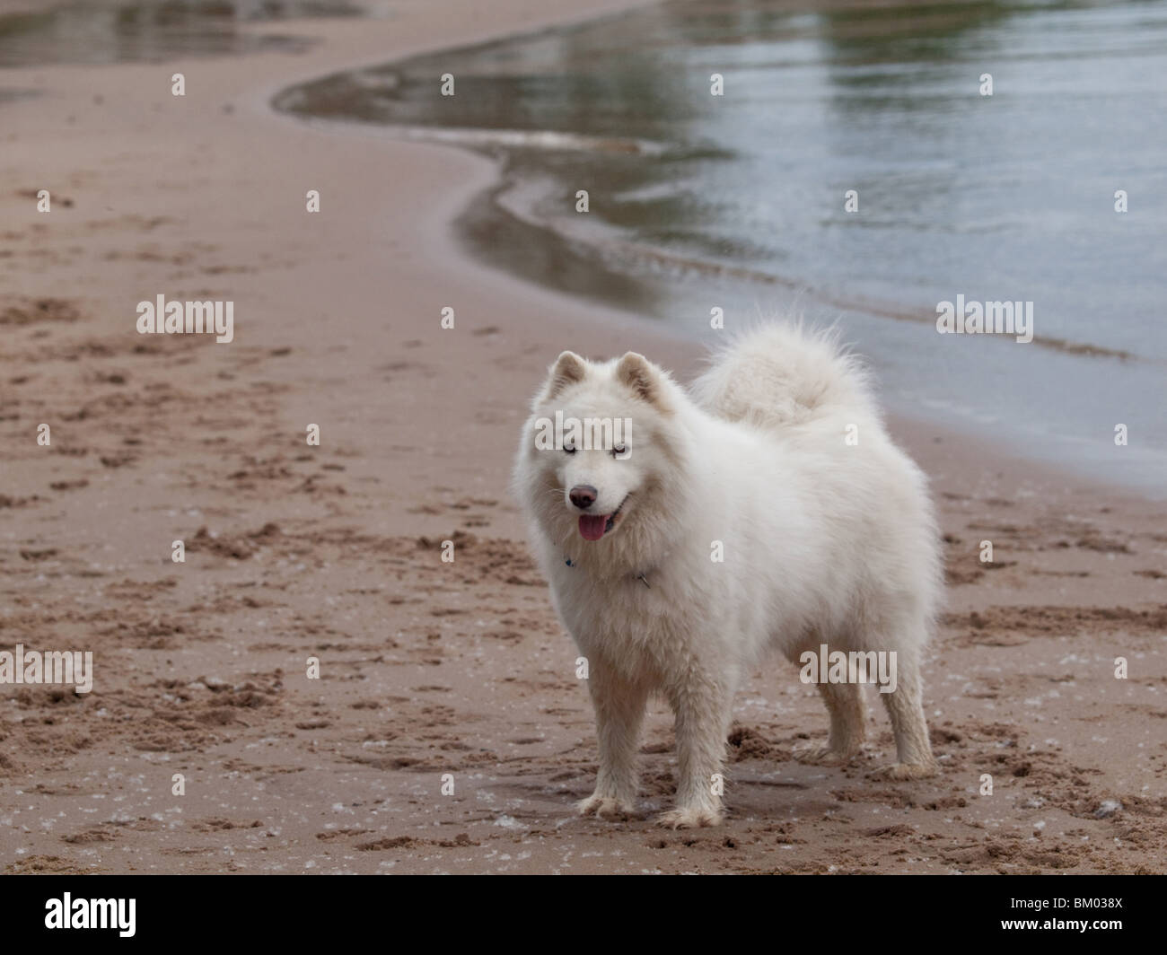 Samoyed side standing hi-res stock photography and images - Alamy
