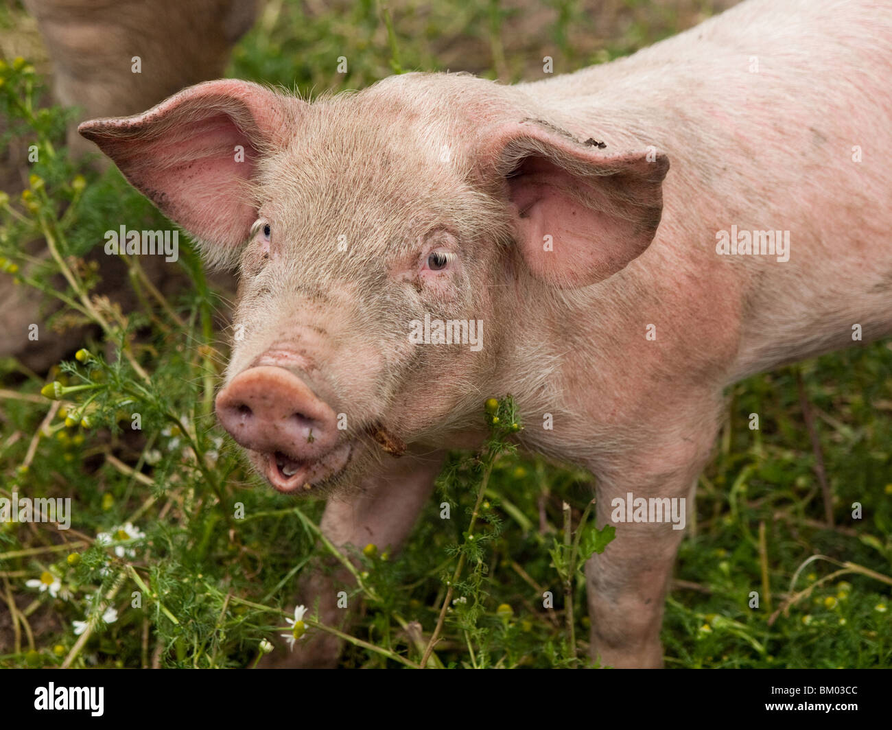 Piglet animals hi-res stock photography and images - Alamy