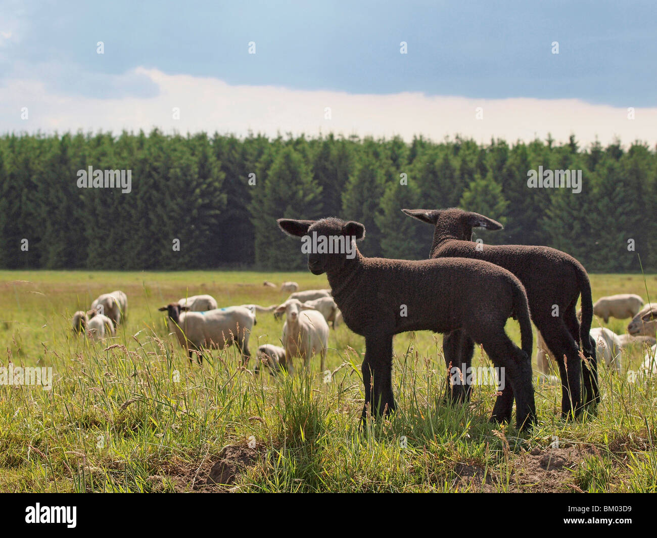 Lambs animal hi-res stock photography and images - Alamy