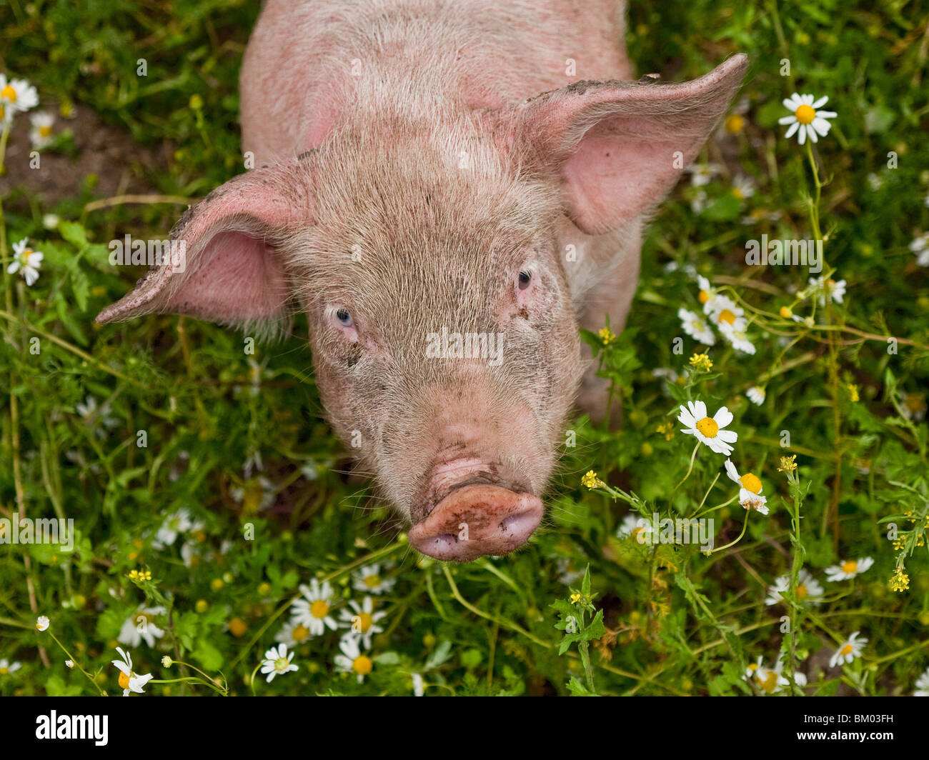 Piglet flower hi-res stock photography and images - Alamy