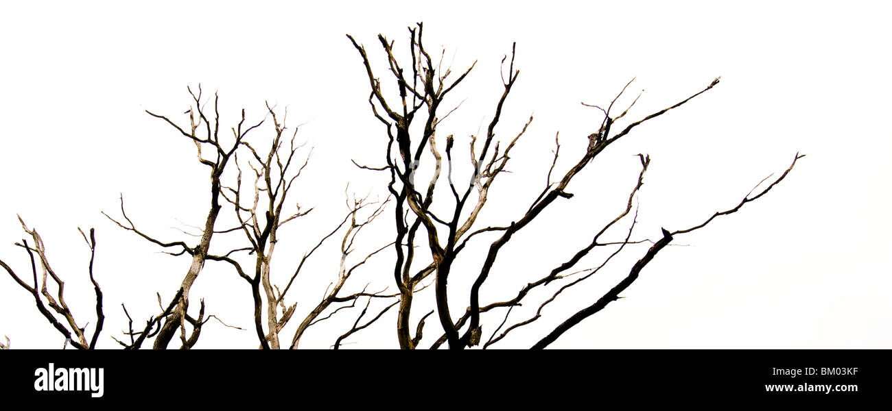 Branches on white background Stock Photo - Alamy