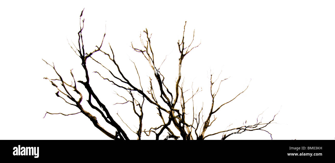 Branches on white background Stock Photo - Alamy