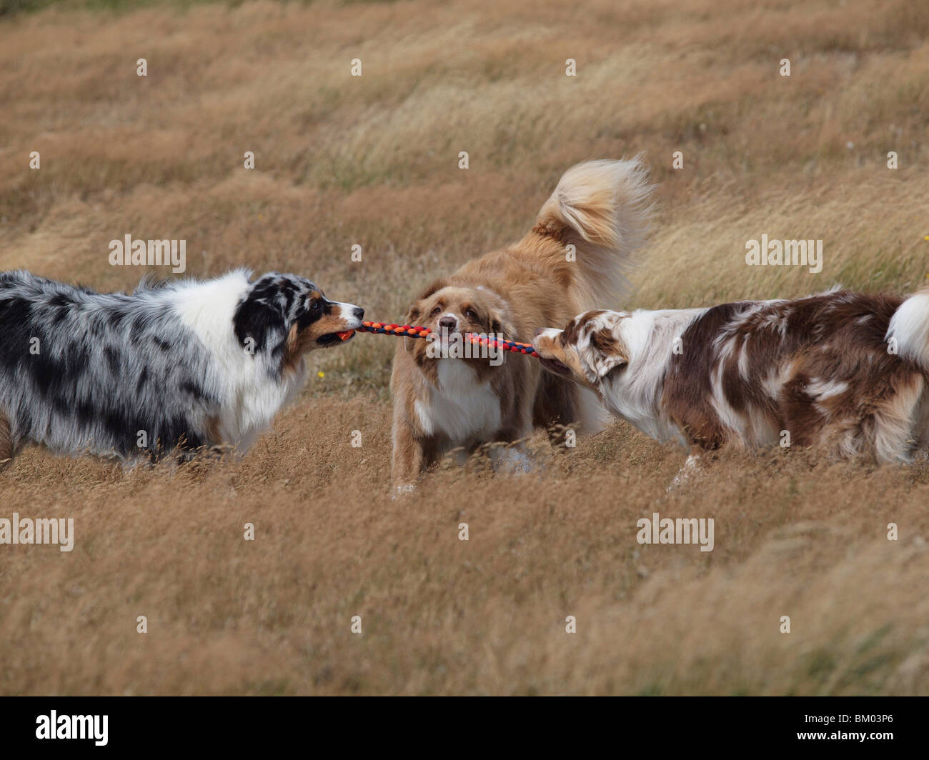playing Australian Shepherds Stock Photo - Alamy