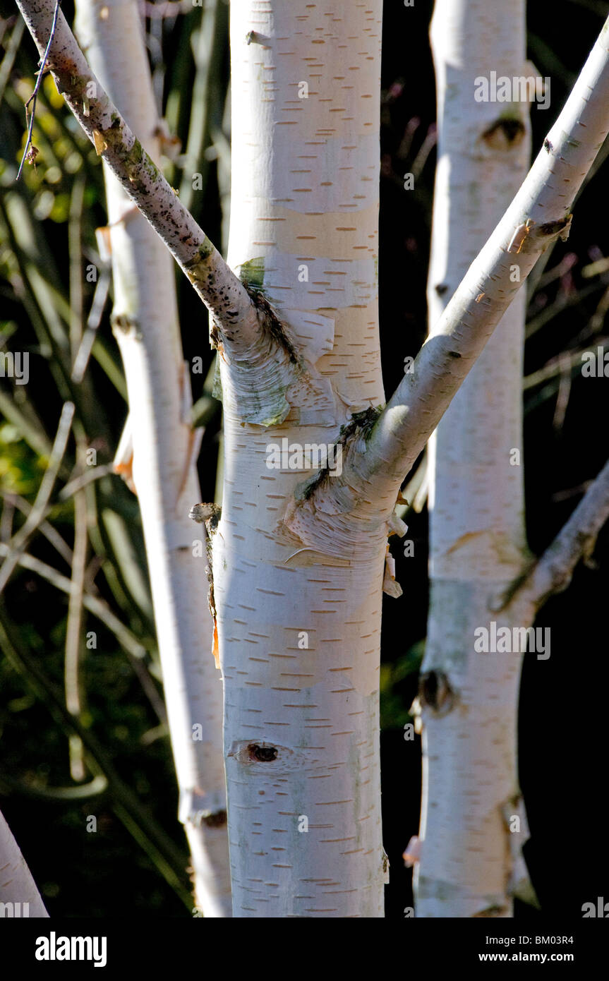 White bark of Betula papyrifera, the paper birch Stock Photo - Alamy