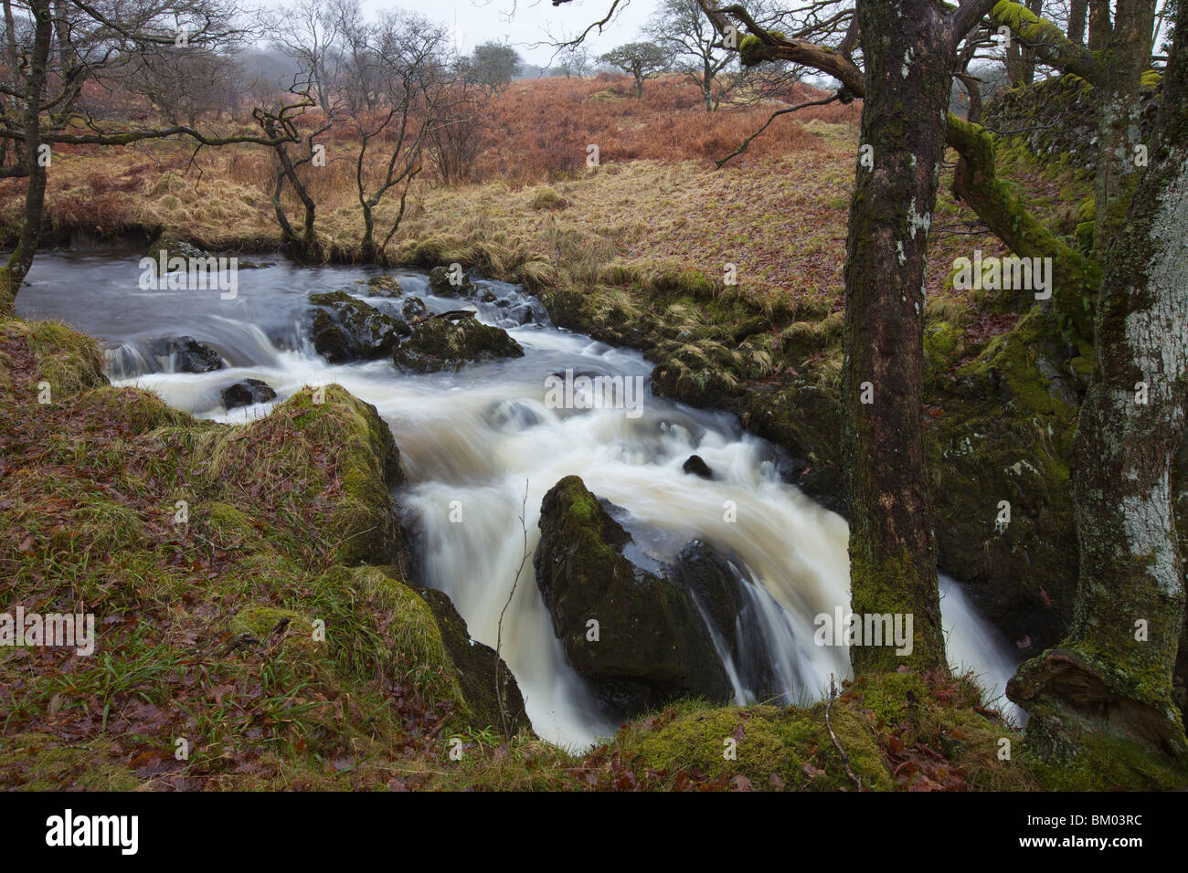 Gallloway hi-res stock photography and images - Alamy