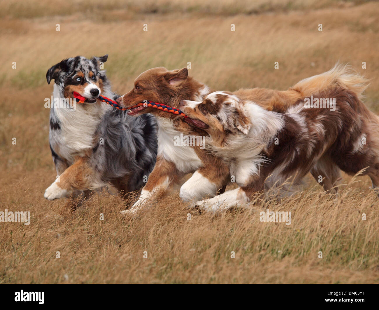 playing Australian Shepherds Stock Photo - Alamy