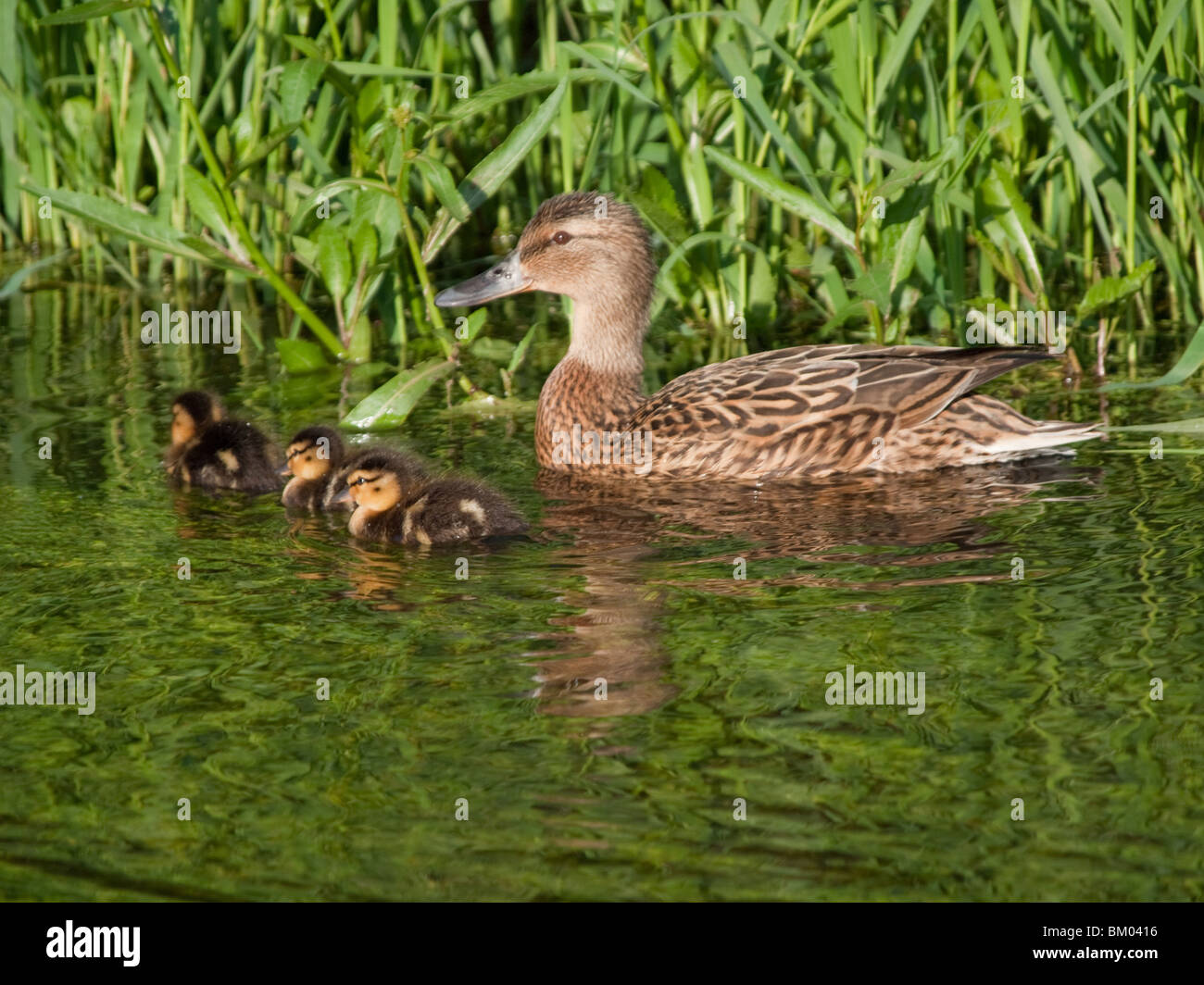 Family of mallards hi-res stock photography and images - Alamy