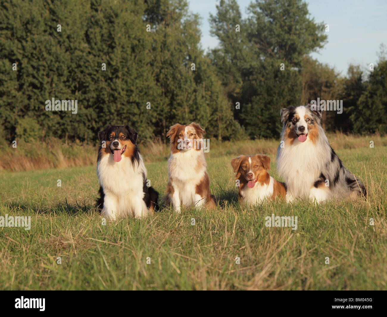 Blue merle tricolor australian shepherd hi-res stock photography and ...