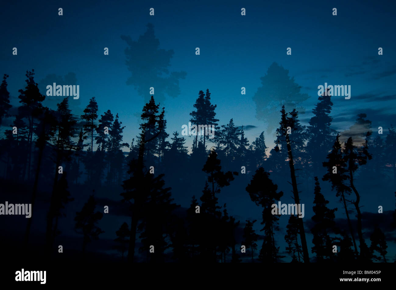 Pine trees silhouette hi-res stock photography and images - Alamy