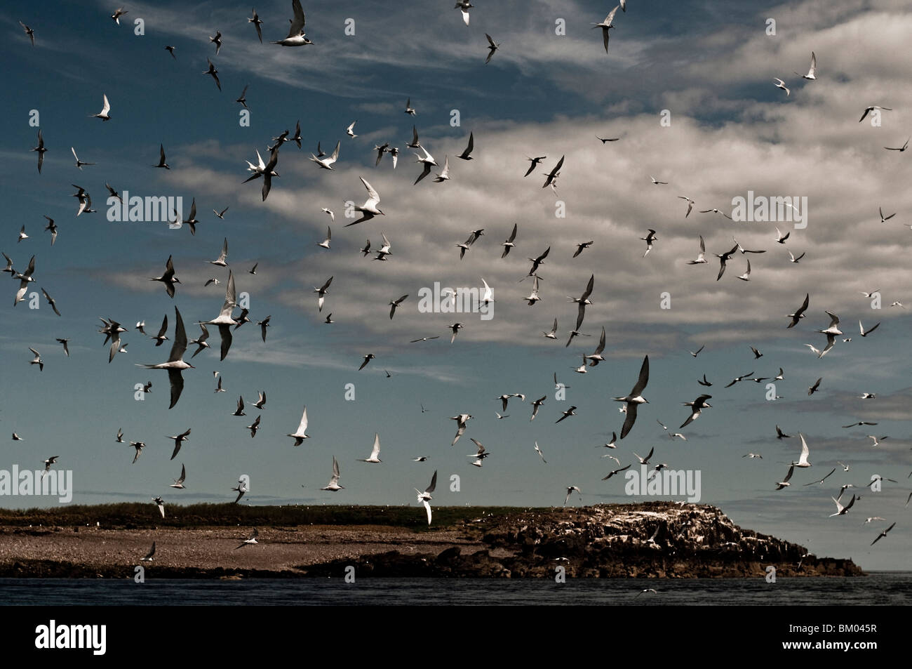 Arctic Tern Migration