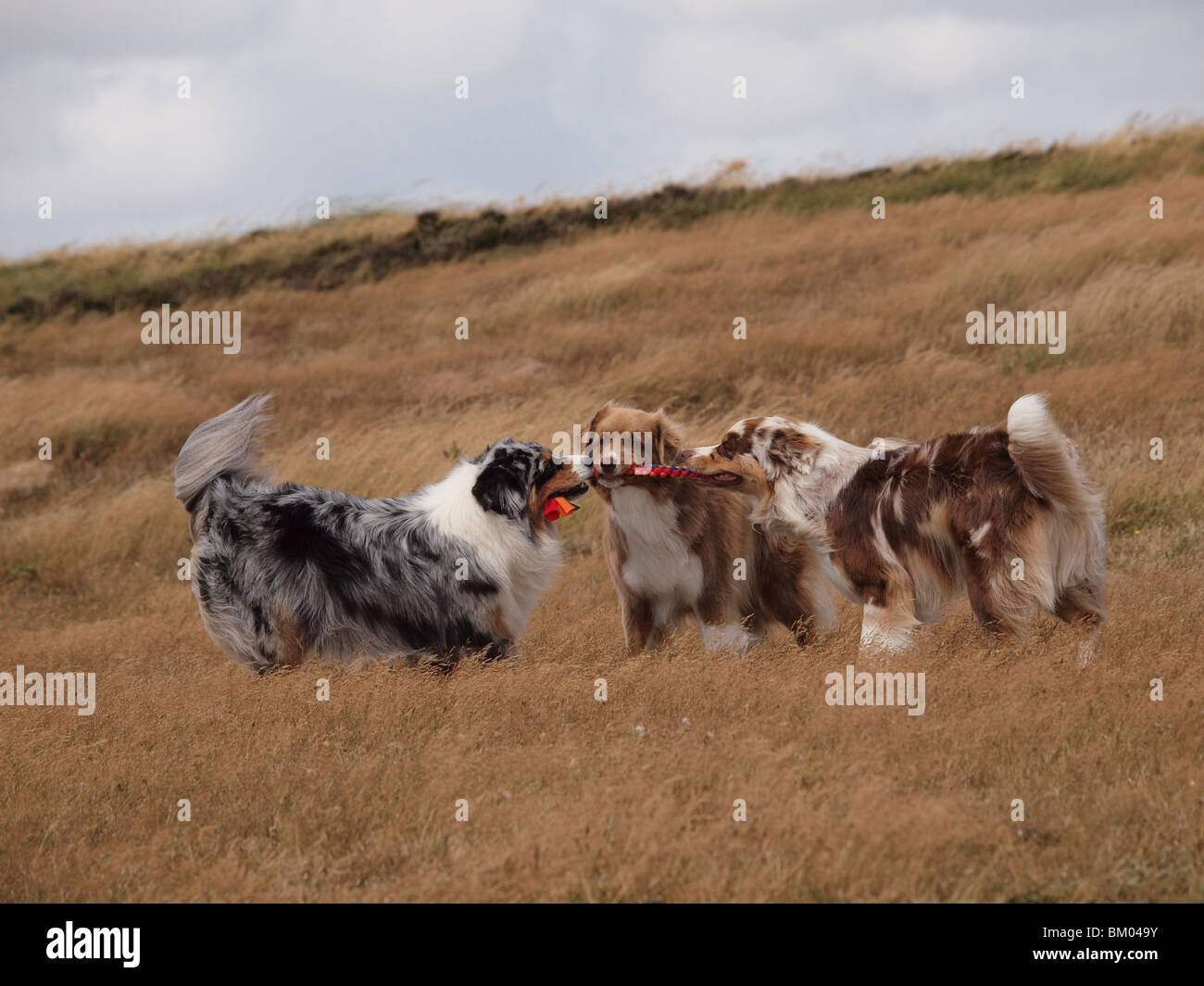 playing Australian Shepherds Stock Photo - Alamy