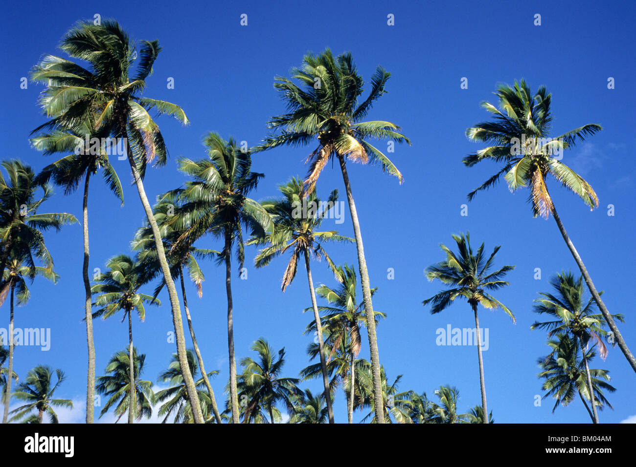 Coconut Trees, Rarotonga, Cook Islands Stock Photo - Alamy
