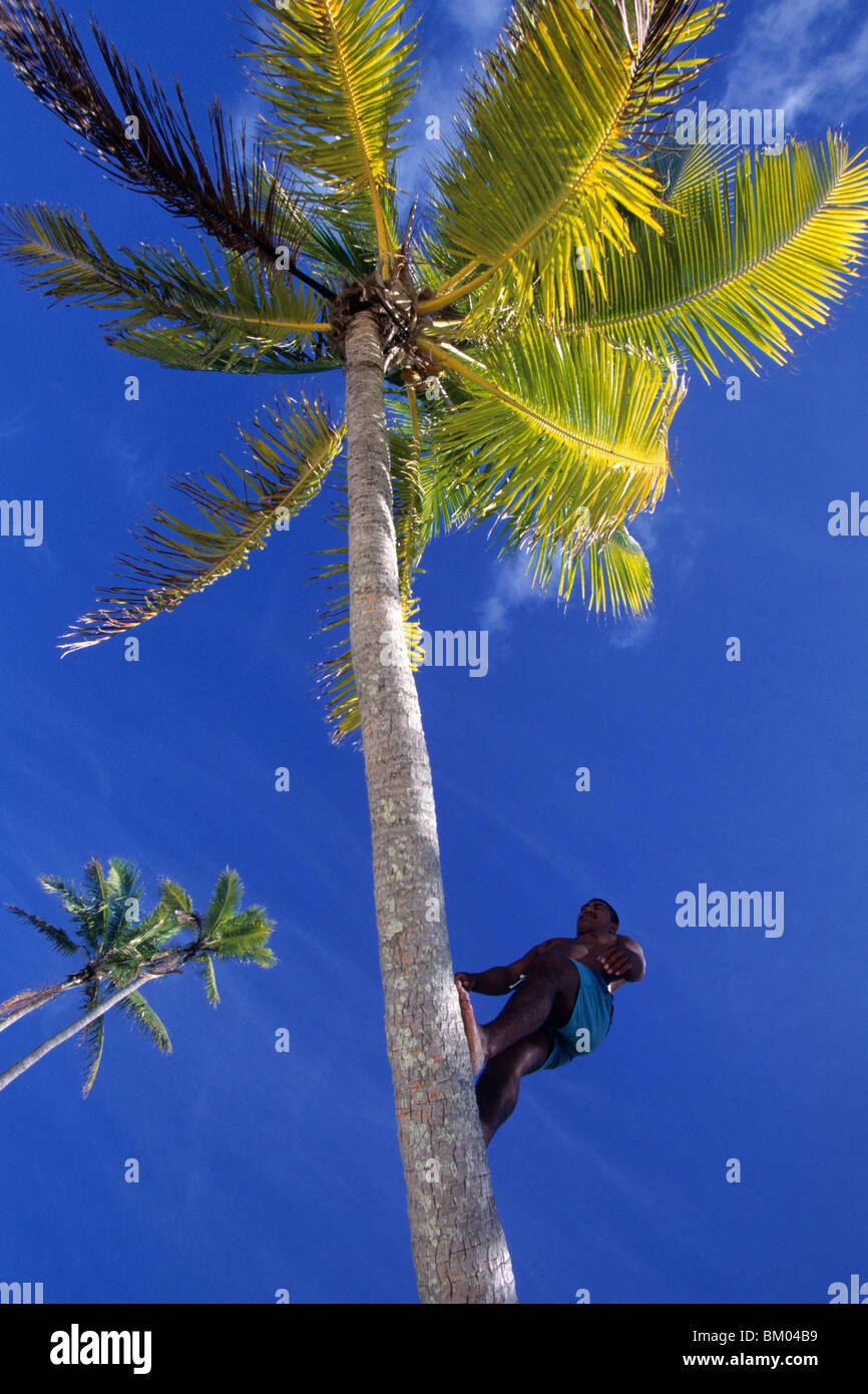 Climbing a Coconut Tree, One Foot Island, Aitutaki Lagoon, Aitutaki ...