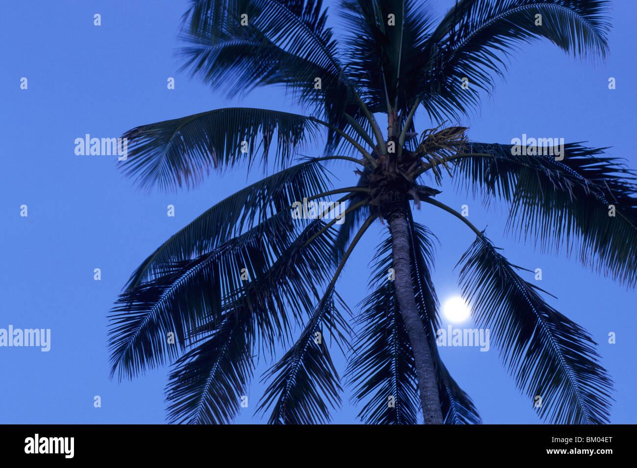 Coconut Tree and Full Moon, Rarotonga, Cook Islands Stock Photo - Alamy