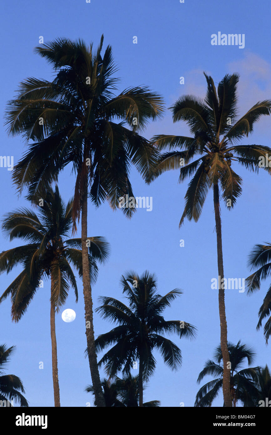 Coconut Trees and Full Moon, Rarotonga, Cook Islands Stock Photo - Alamy