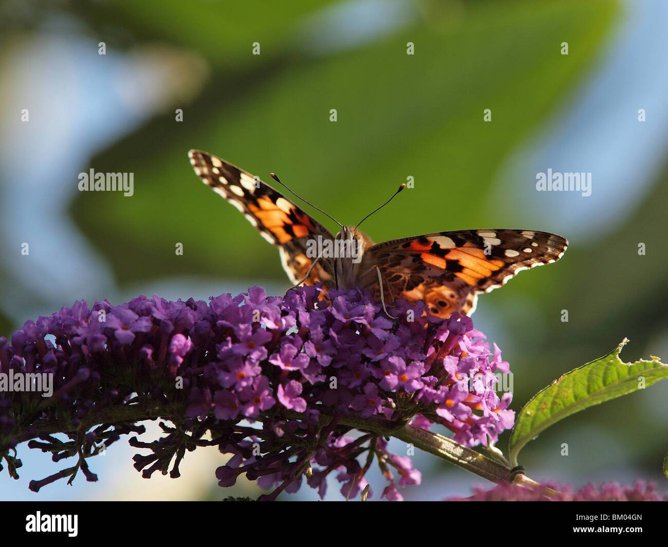 Painted lady butterflies buddleia hi-res stock photography and images ...