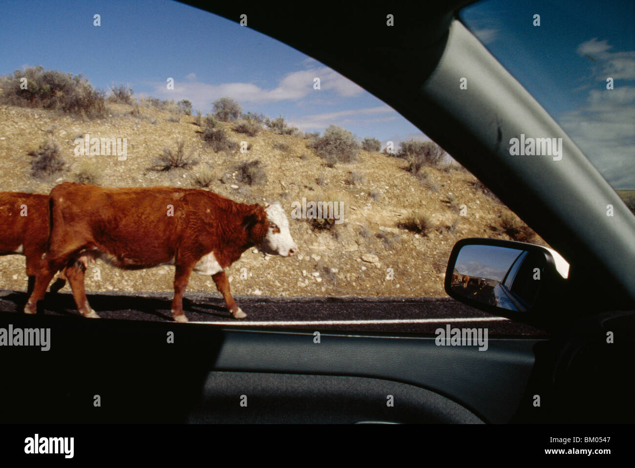 Cows on road - view from inside of car Stock Photo - Alamy