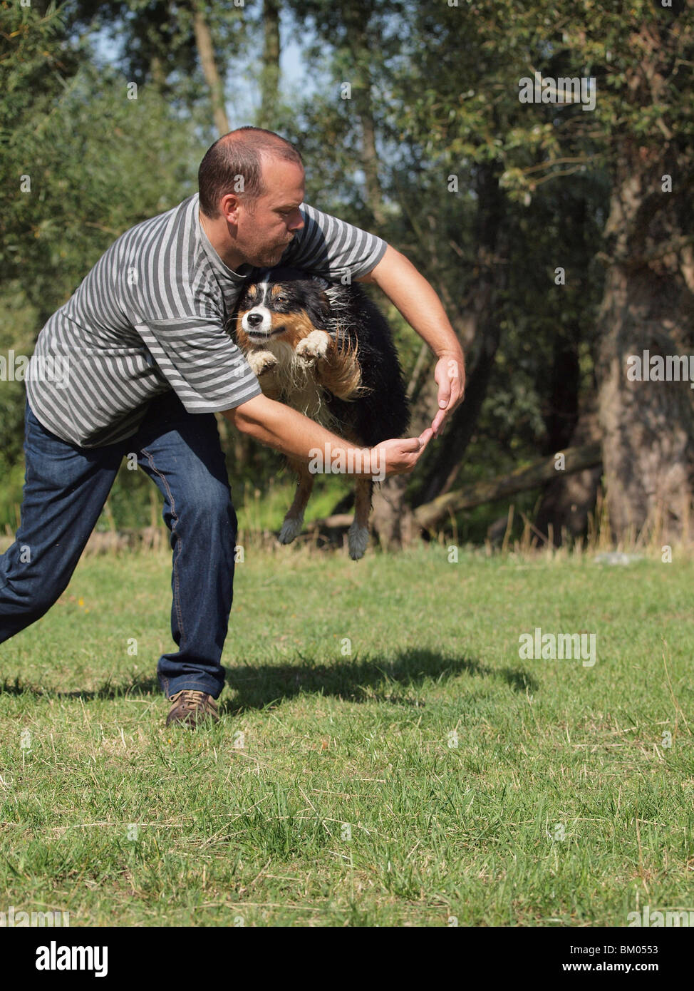 Australian Shepherd at Dog Dancing Stock Photo - Alamy
