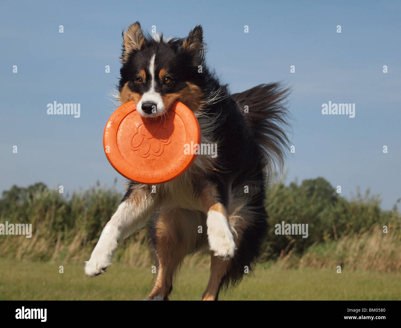 playing Australian Shepherd Stock Photo - Alamy
