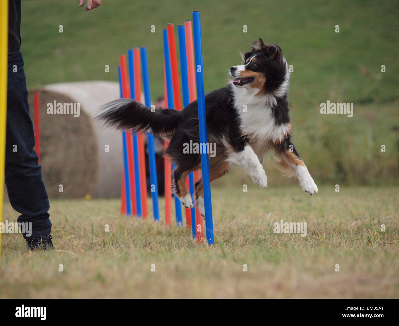 Australian Shepherd at agility Stock Photo - Alamy