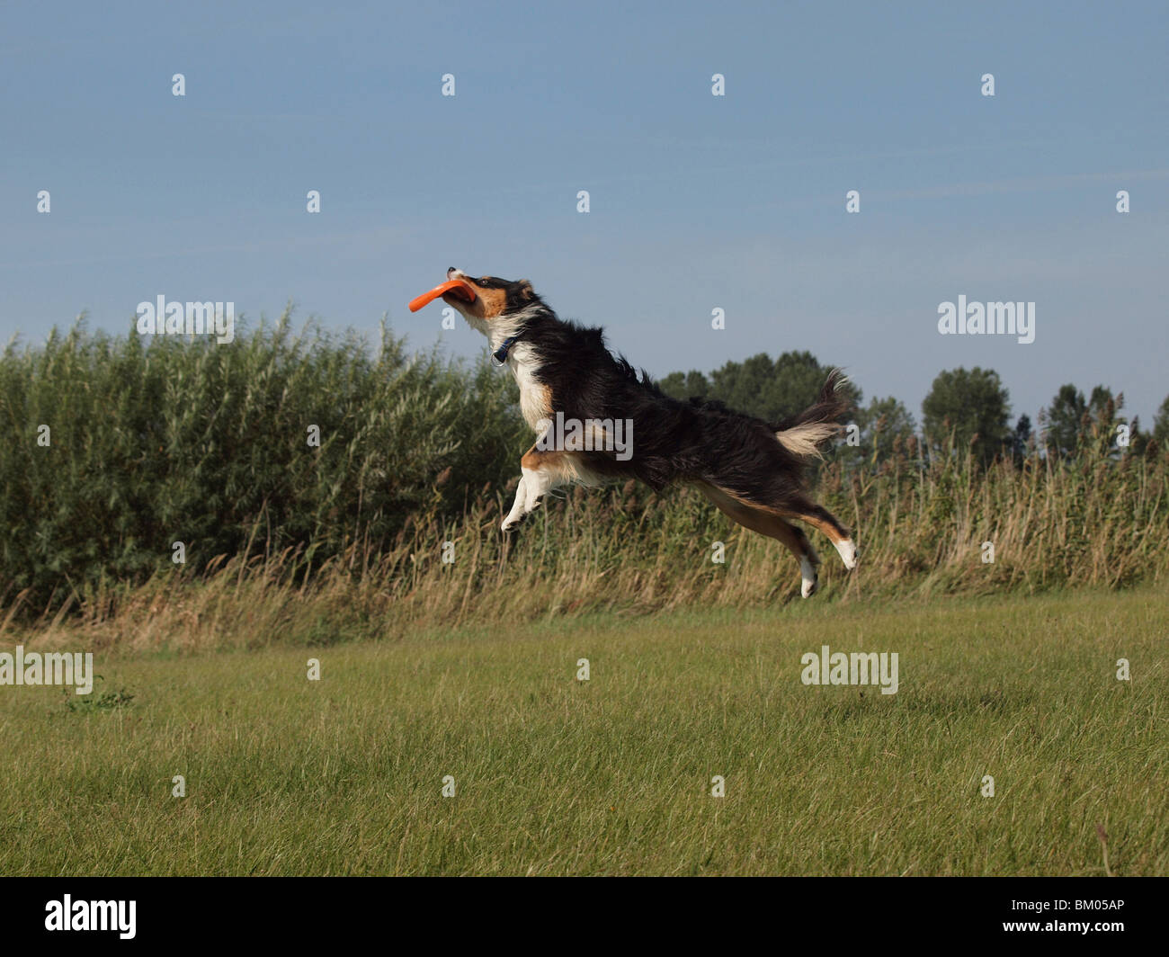 Leaping australian shepherd hi-res stock photography and images - Alamy