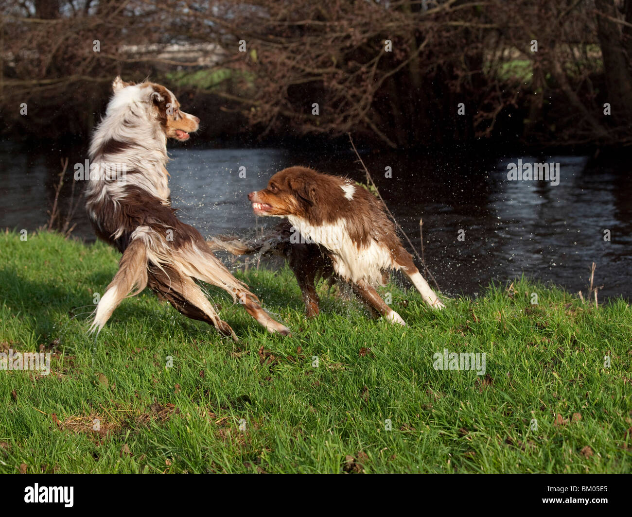 playing Australian Shepherds Stock Photo - Alamy