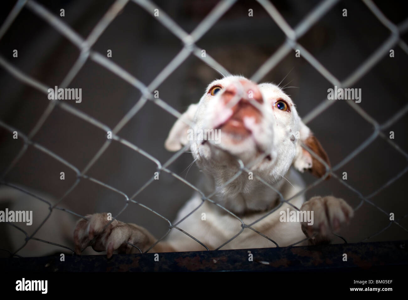 Caged dog, Seville, Spain Stock Photo - Alamy