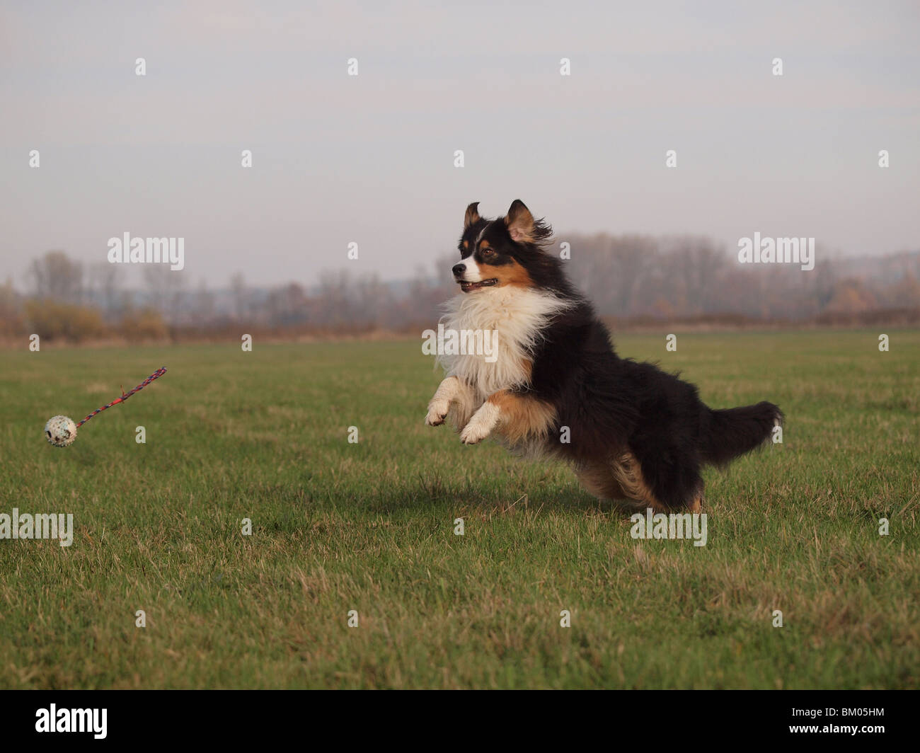 Aussie playing ball hi-res stock photography and images - Alamy