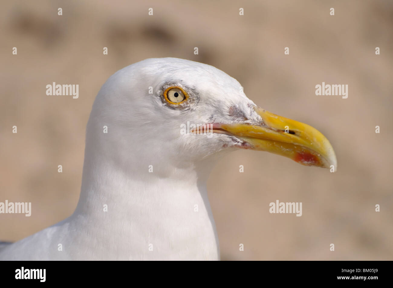 Seagull head hi-res stock photography and images - Alamy