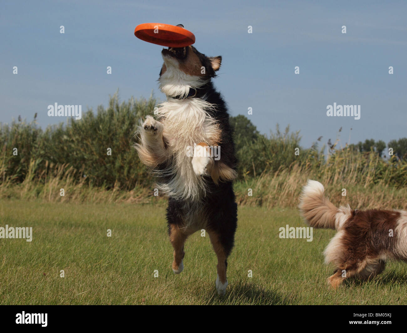 Playing frisbee game catch with a dog hi-res stock photography and ...