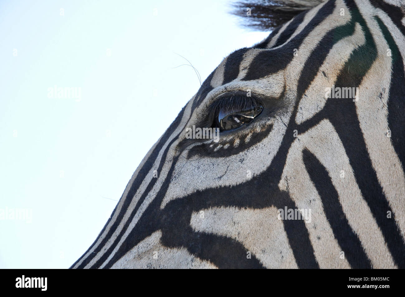 Zebra eye hi-res stock photography and images - Alamy