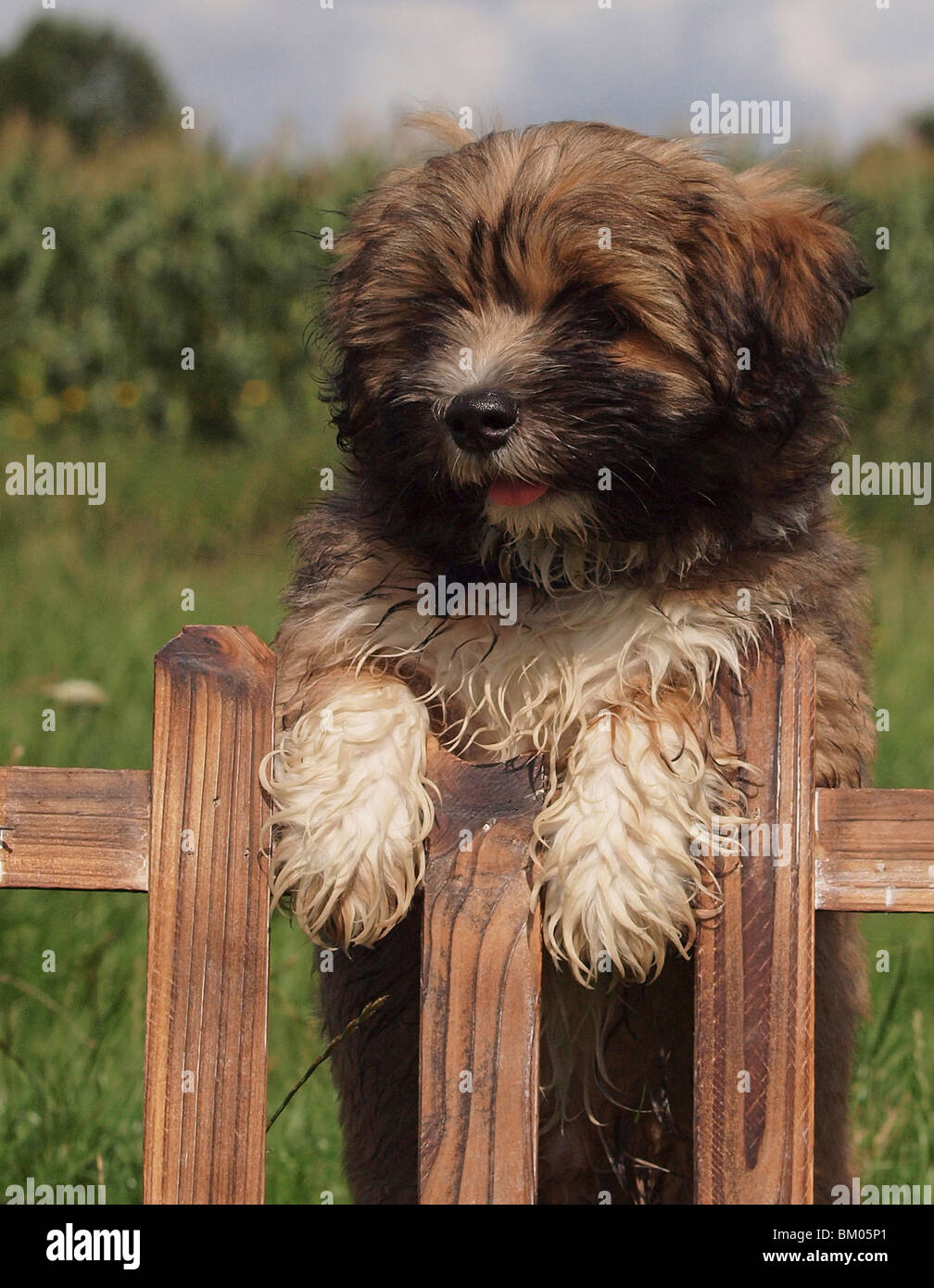 Apso hi-res stock photography and images - Alamy