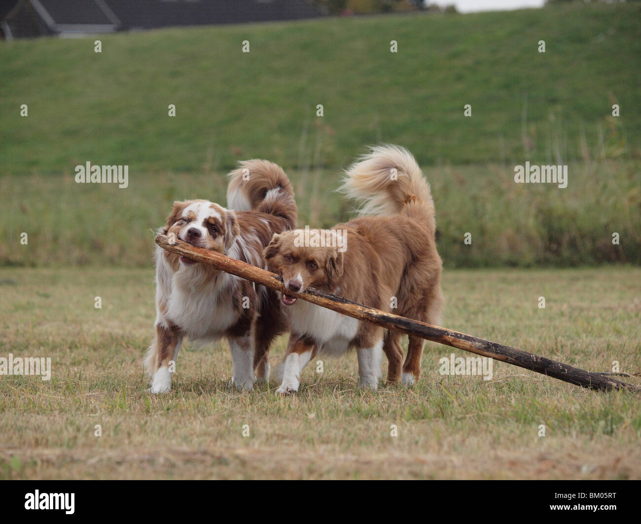 playing Australian Shepherds Stock Photo - Alamy