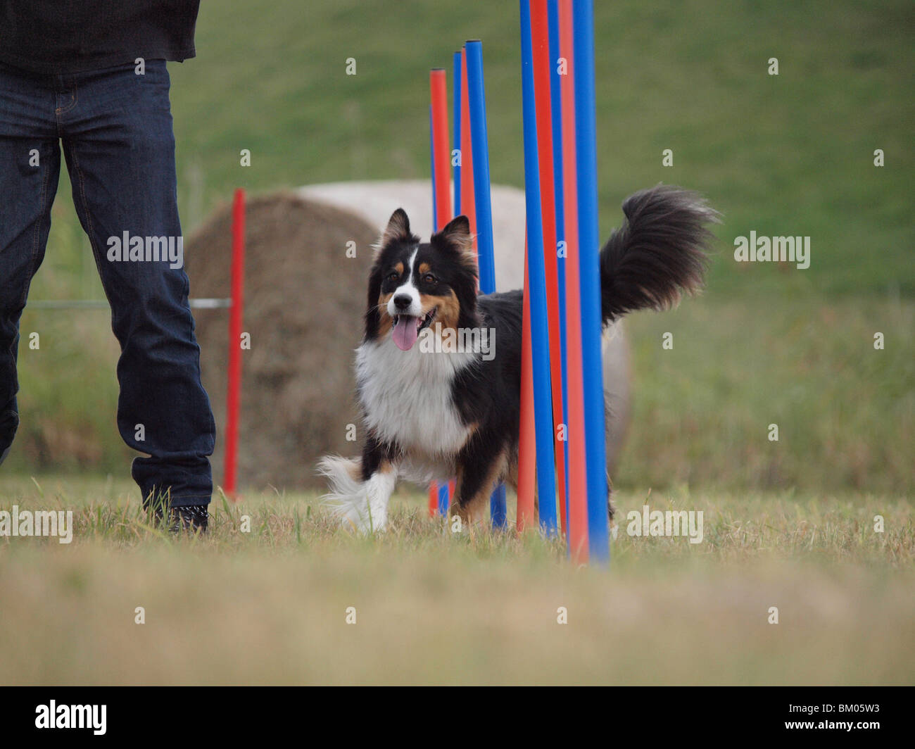Australian shepherd agility hi-res stock photography and images - Alamy