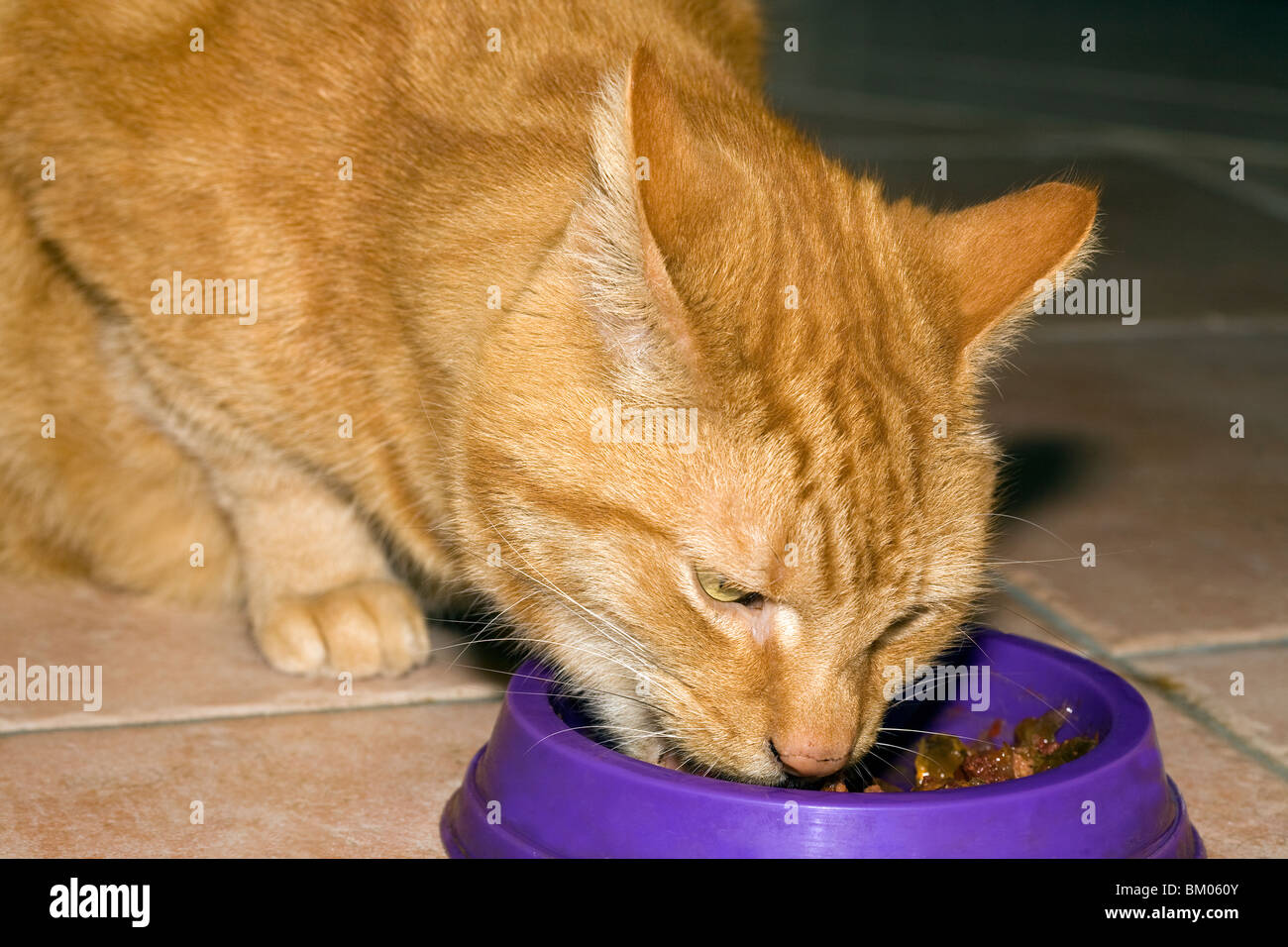 Cats eats hi-res stock photography and images - Alamy