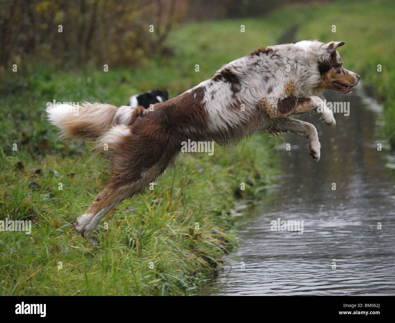 Shepherd jumping water hi-res stock photography and images - Alamy