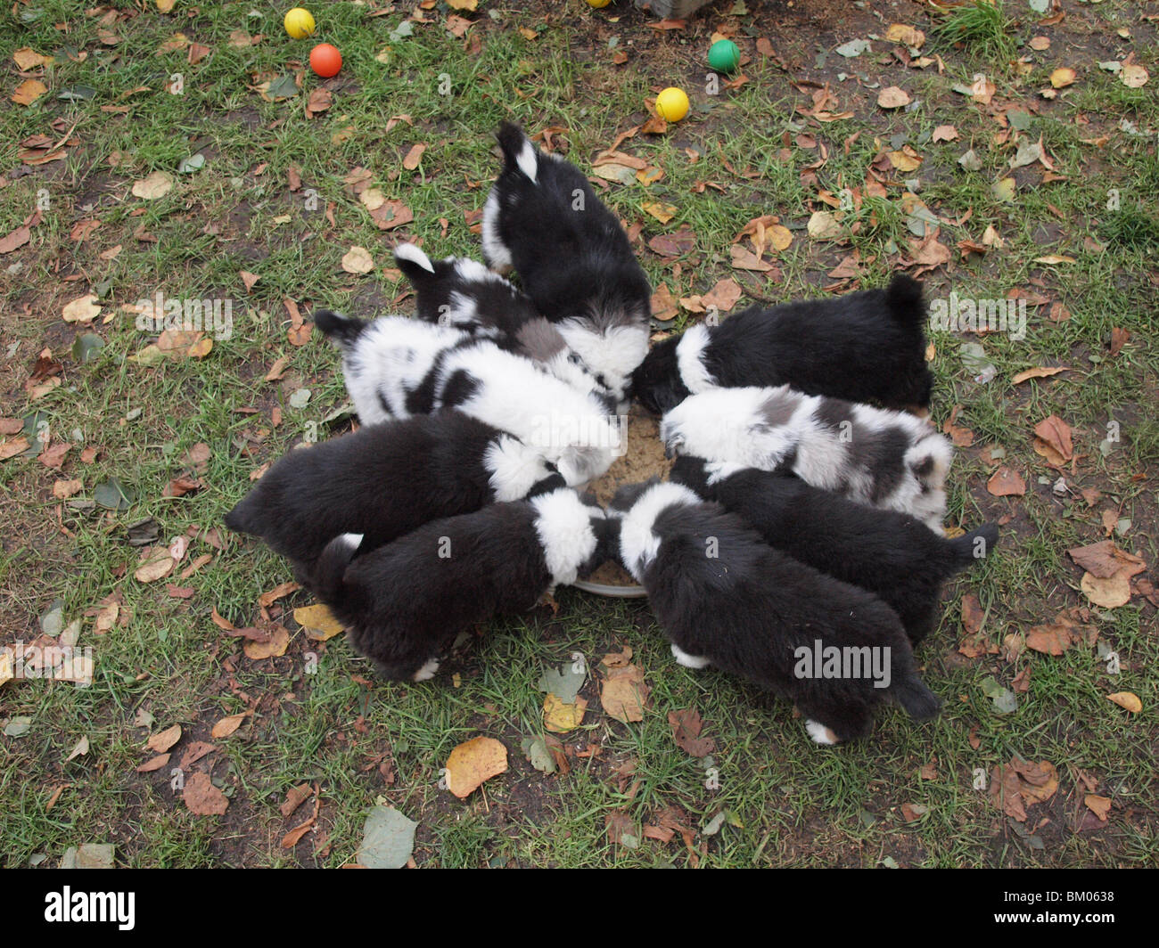 Australian shepherd puppy eating hi-res stock photography and images ...
