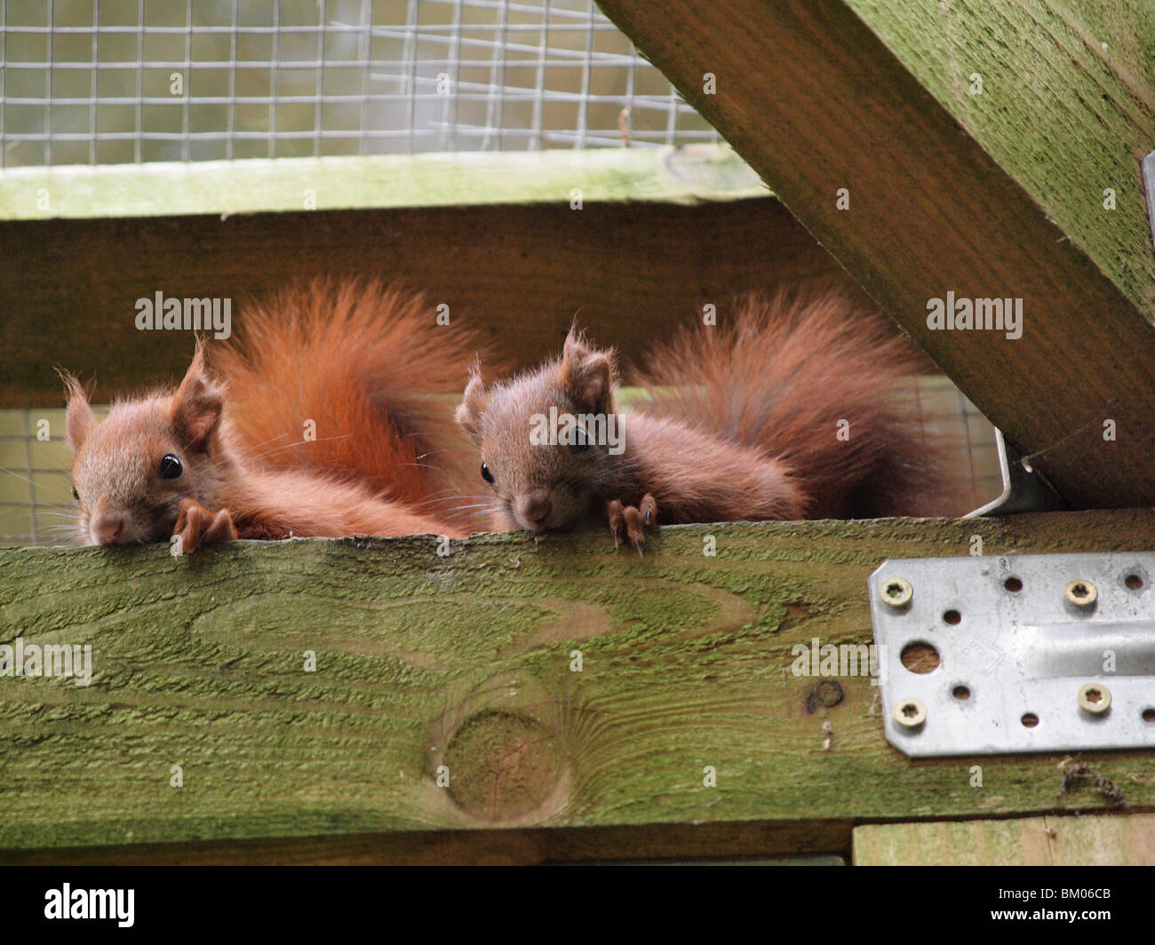 Eurasian red squirrels hi-res stock photography and images - Alamy